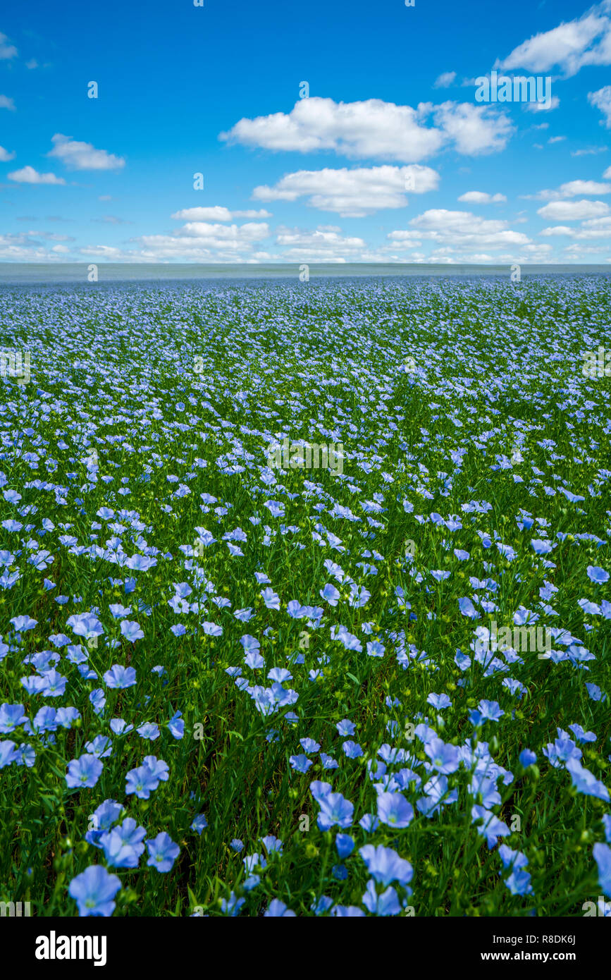 Flax flowers. Flax field, flax blooming, flax agricultural cultivation ...