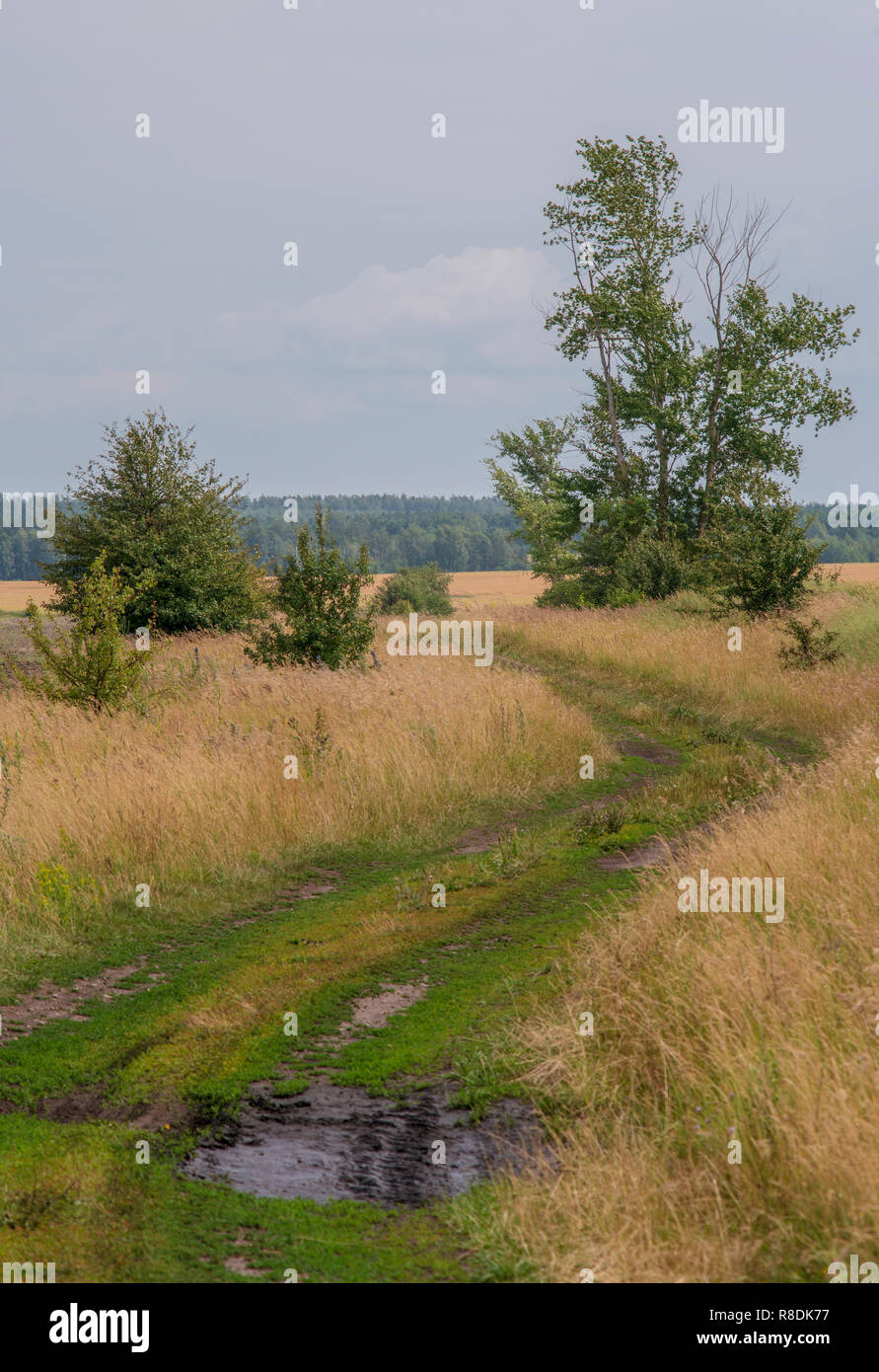 road in the middle of the field, track, puddle, mud Stock Photo - Alamy