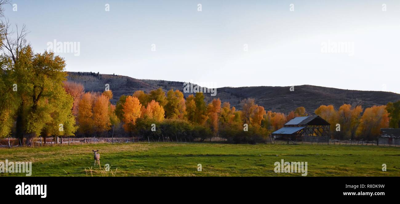 Wild Deer in the Utah Wasatch Front Rocky Mountains in front of a red ...