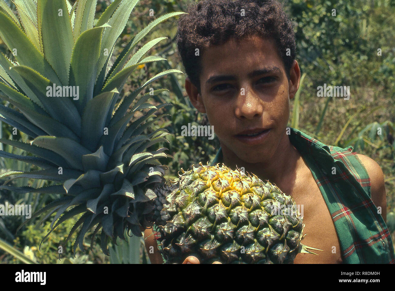 Central American Pineapple farmer Stock Photo - Alamy