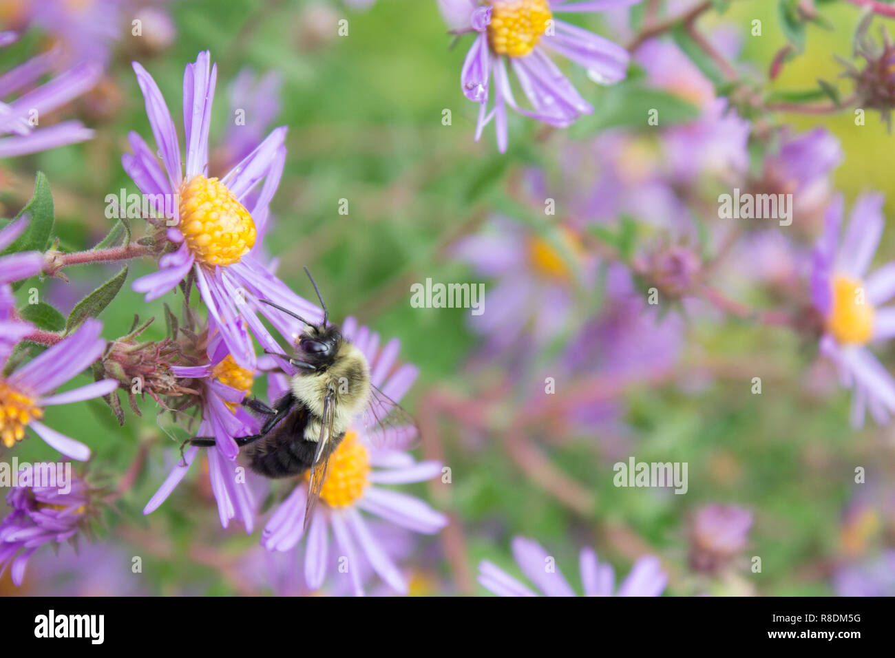 Bee proboscis hi-res stock photography and images - Alamy