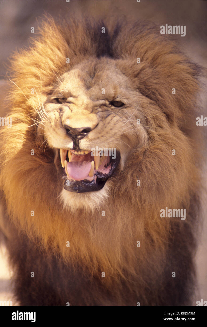 Male lion (Panthera leo) showing long canines on a rocky kopje ...