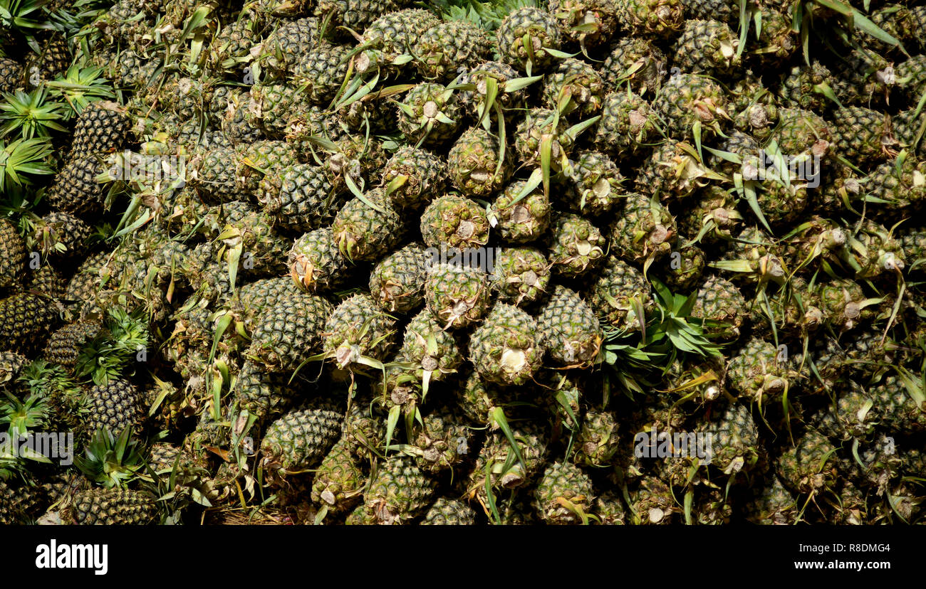 Pineapple stack at Indian market Stock Photo - Alamy