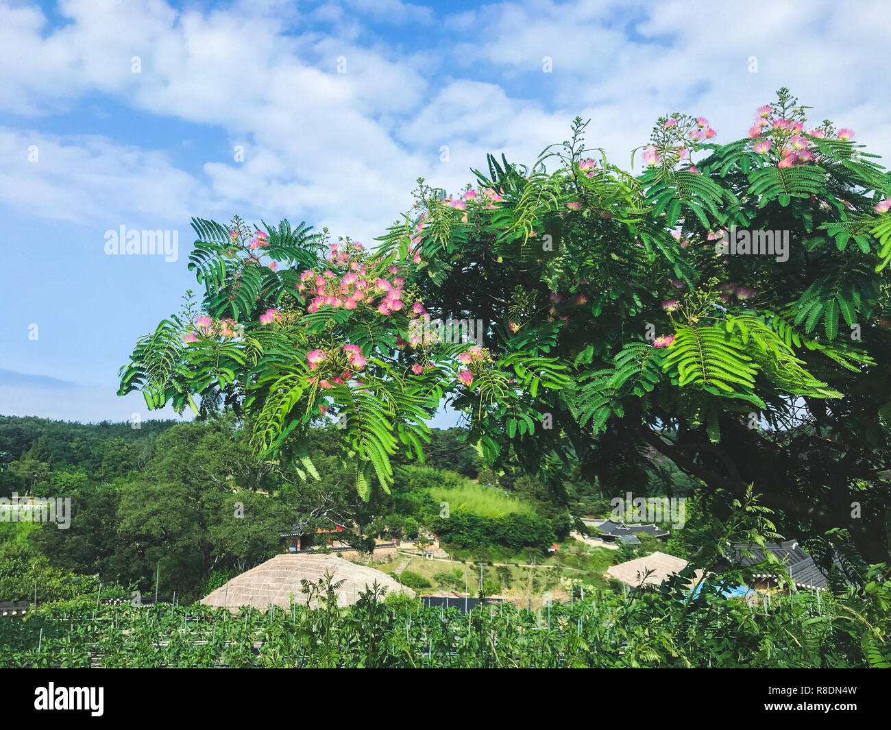 Flowering tree in the korean village. South Korea Stock Photo - Alamy