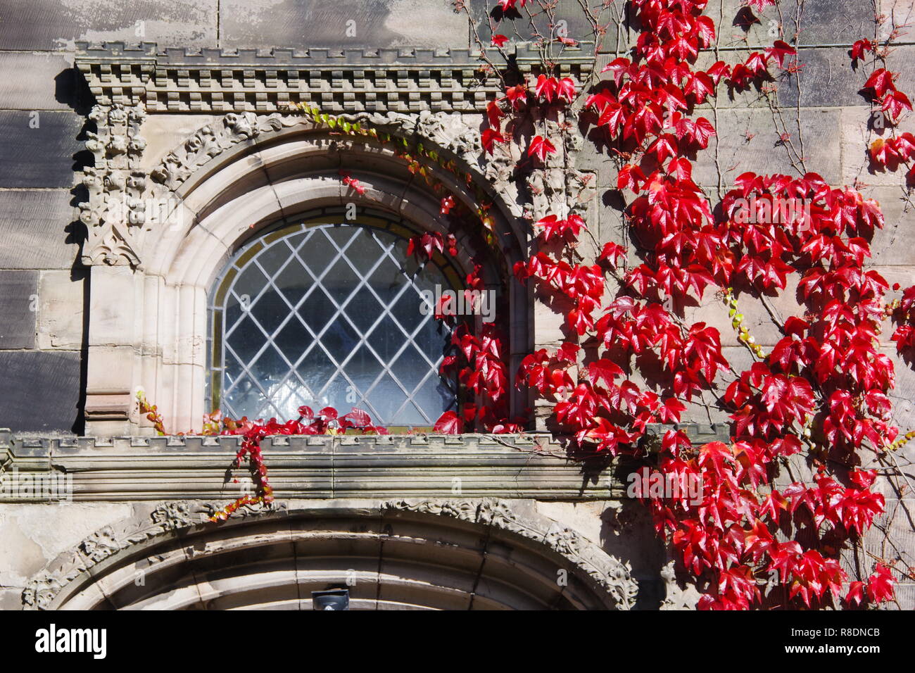 Ivy clad walls hi-res stock photography and images - Alamy