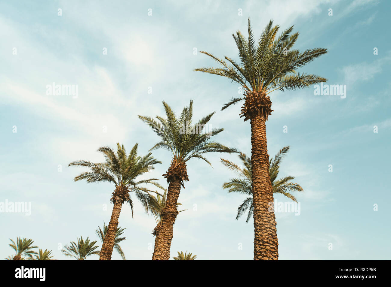 branches of date palms under blue sky. agriculture. the culture of ...