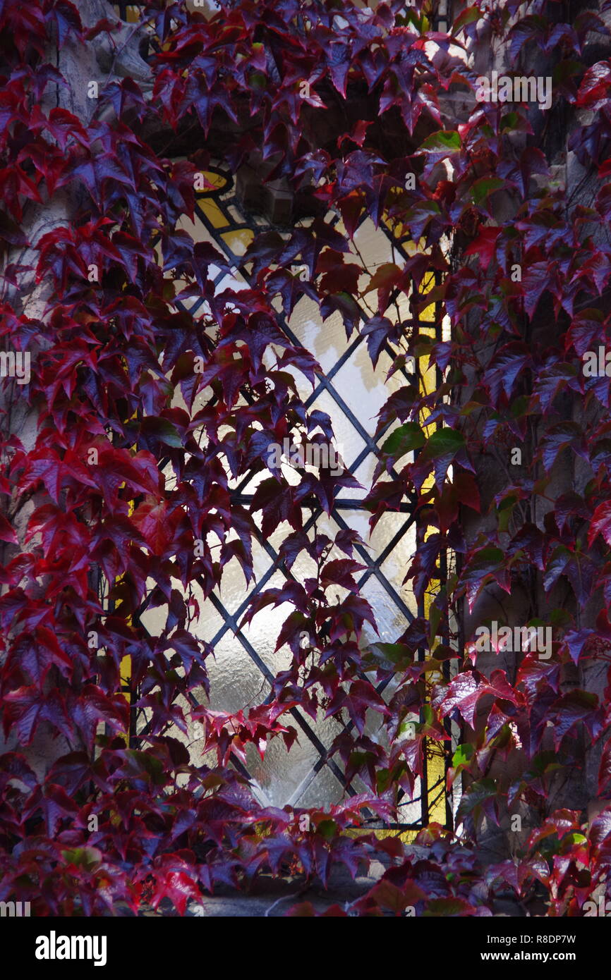 Red Ivy Covered Window of New Kings Building. University of Aberdeen ...