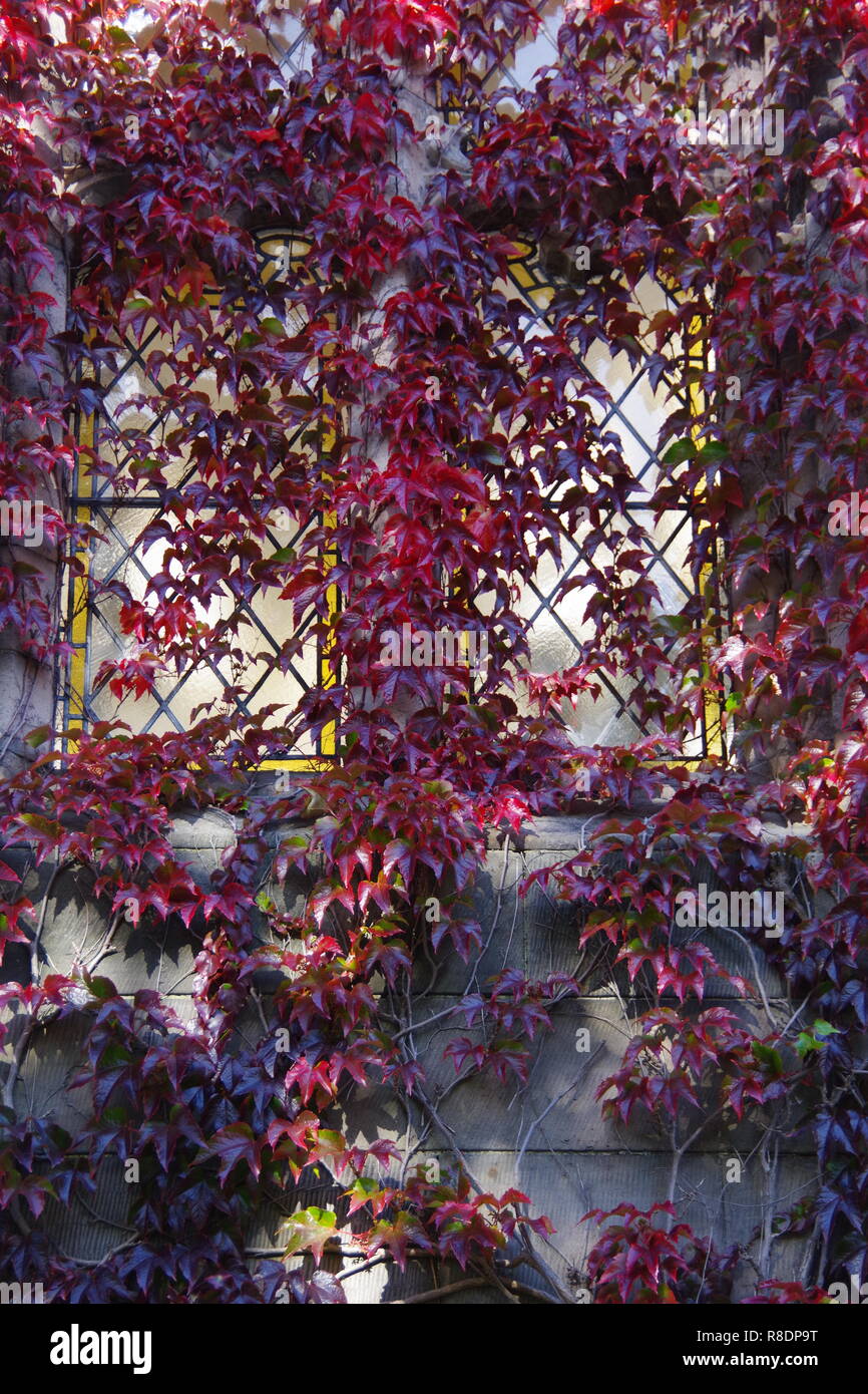 Red Ivy Covered Window of New Kings Building. University of Aberdeen ...