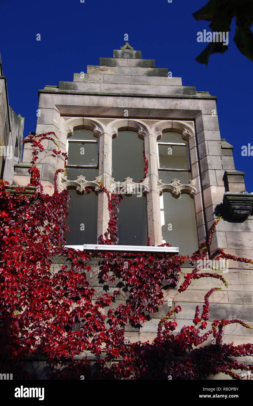 Red Ivy Covered Window of New Kings Building. University of Aberdeen ...
