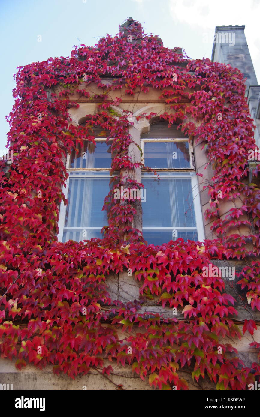 Red Ivy Covered Window of New Kings Building. University of Aberdeen ...