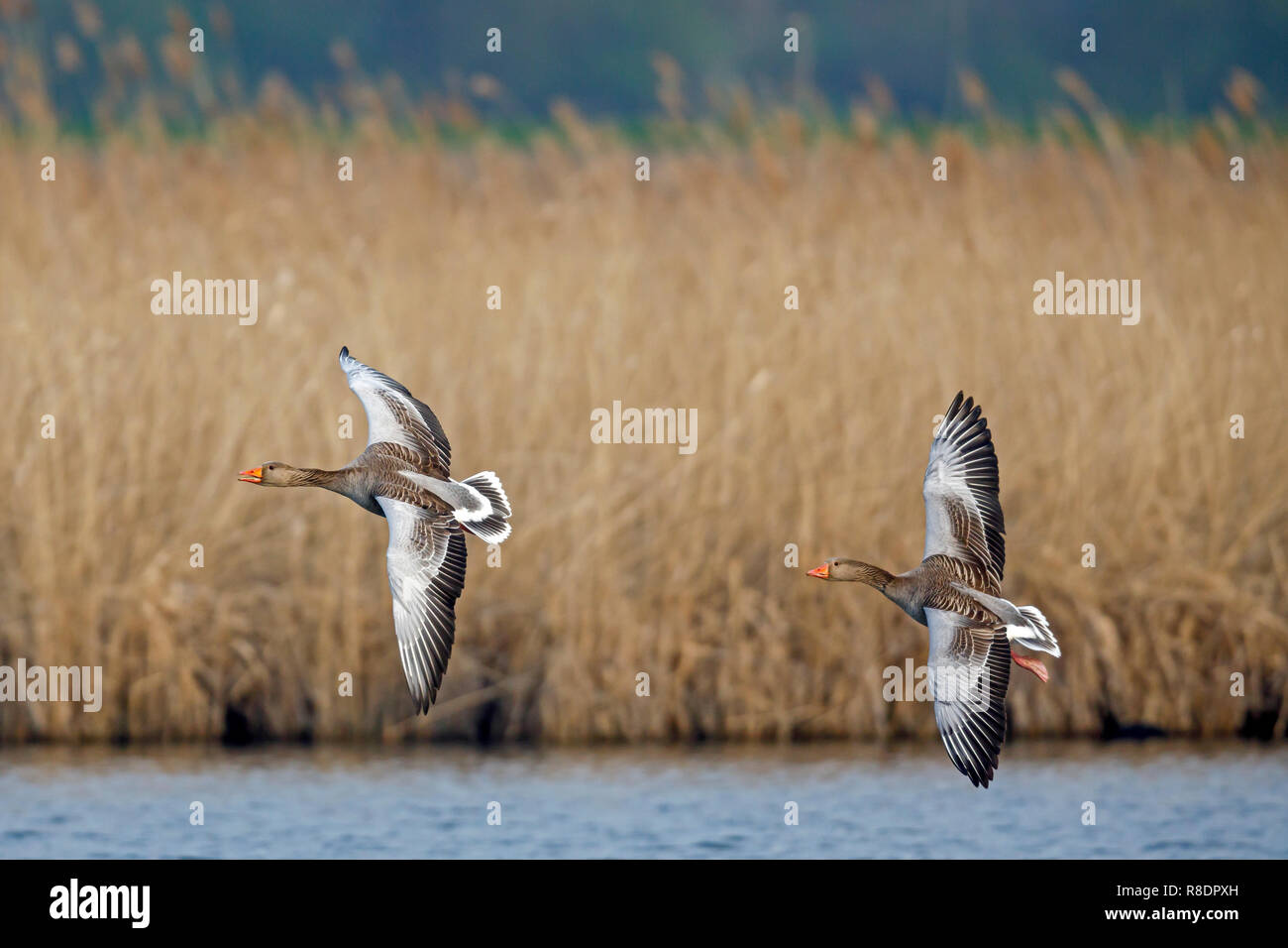 Gray goose (Anser anser) is flying, wildlife, Germany Stock Photo - Alamy