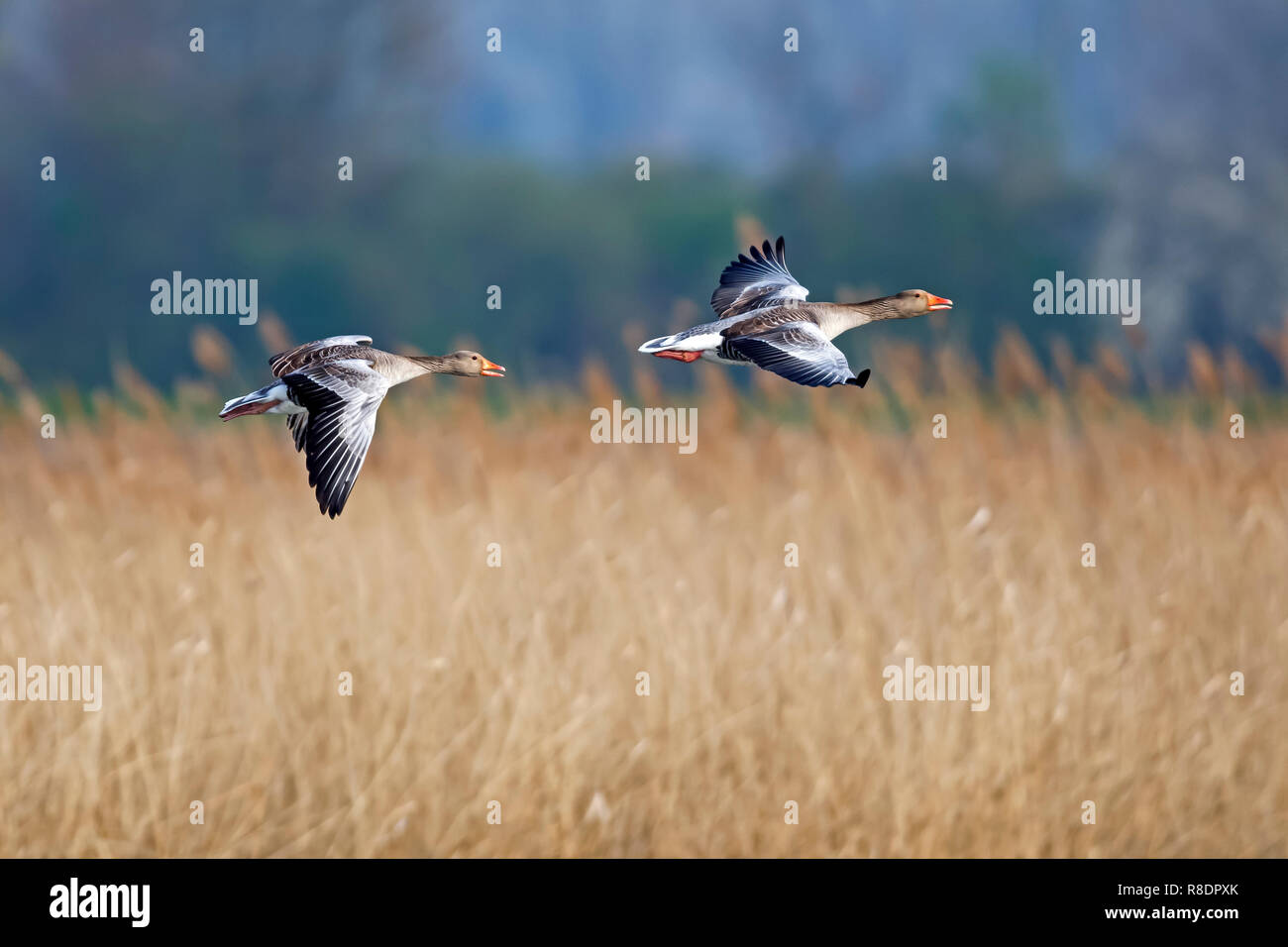 Gray goose (Anser anser) is flying, wildlife, Germany Stock Photo - Alamy