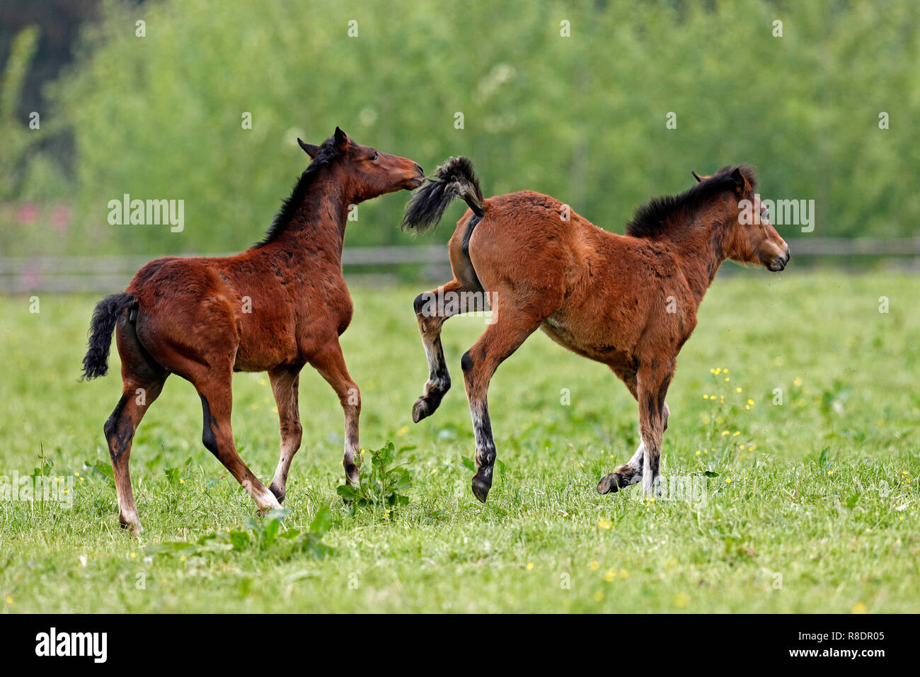 Horse Haflinger (domestic) foal on a meadow at their corral, Germany ...