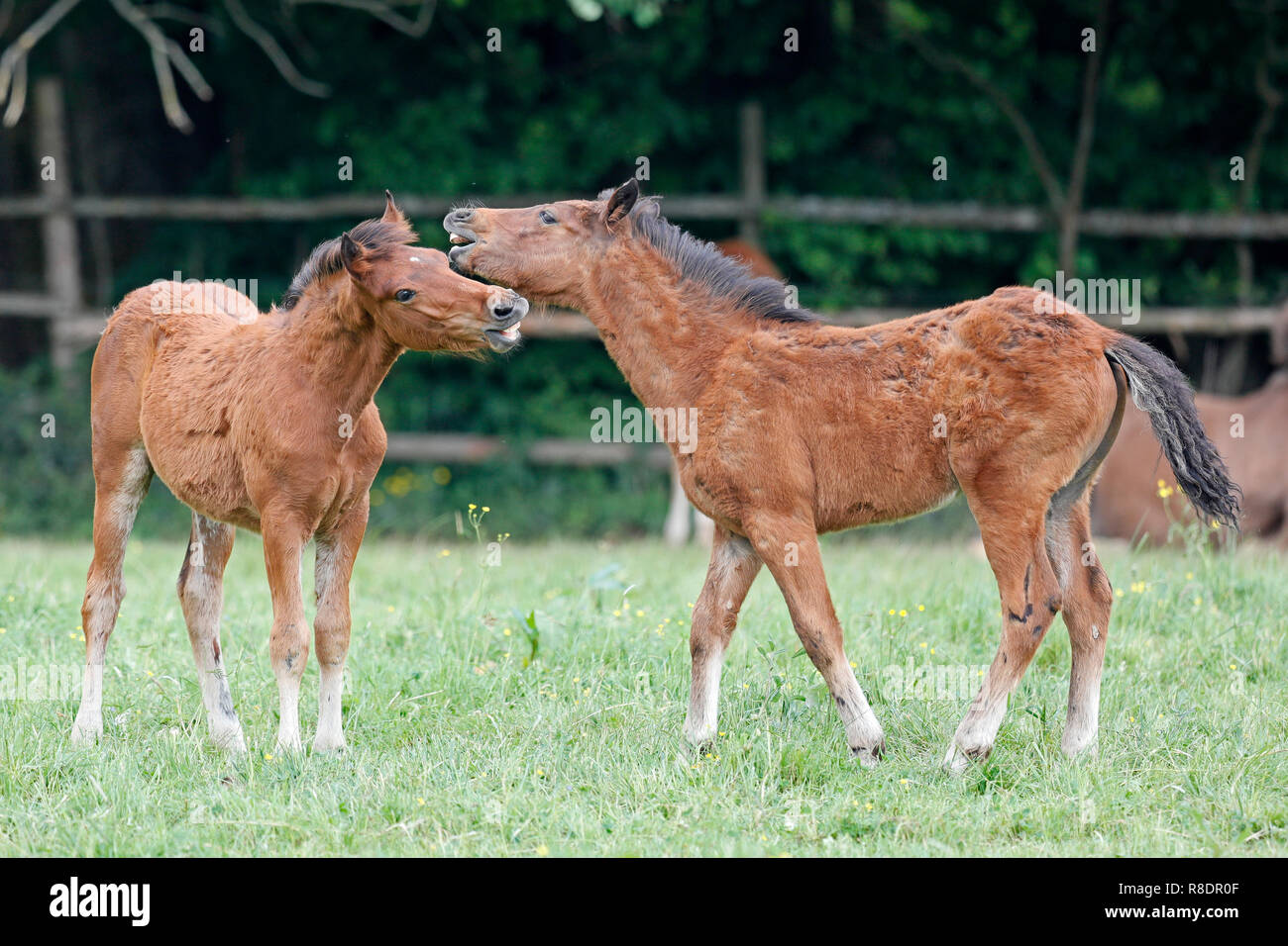 Horse Haflinger (domestic) foal on a meadow at their corral, Germany ...