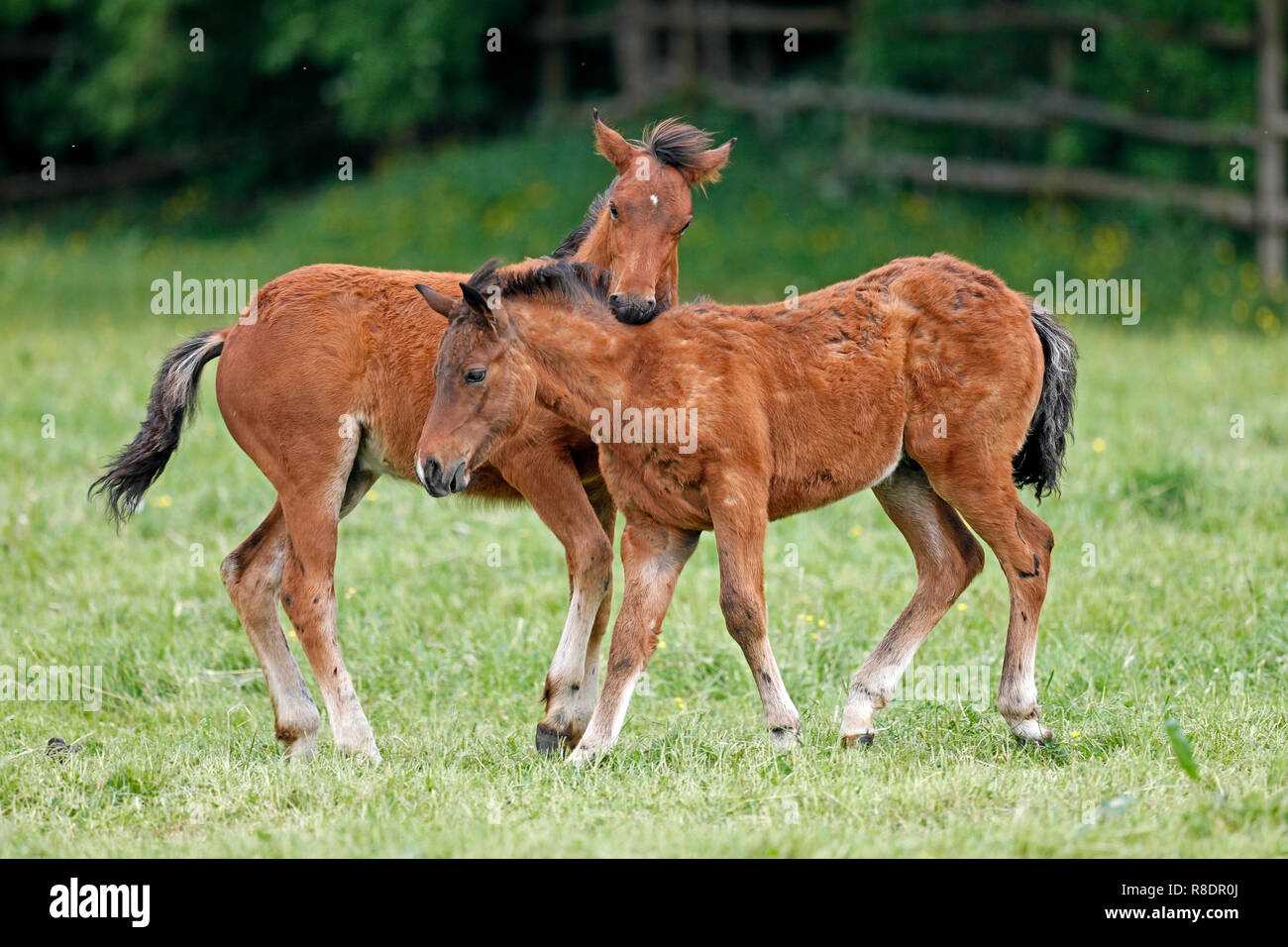 Horse Haflinger (domestic) foal on a meadow at their corral, Germany ...