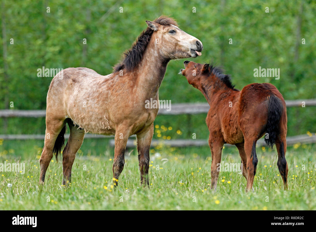 Horse Haflinger (domestic) foal on a meadow at their corral, Germany ...