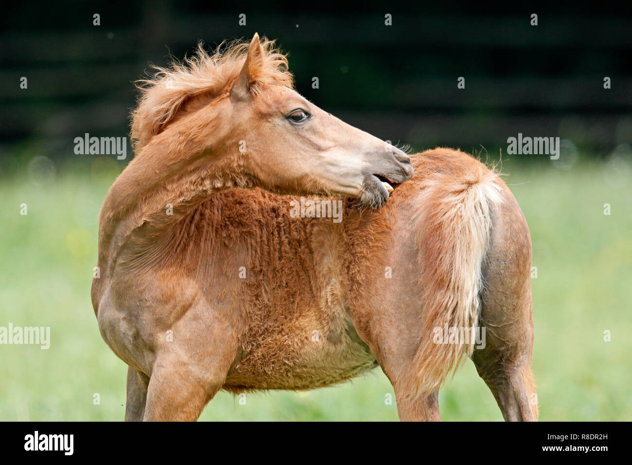 Horse Haflinger (domestic) foal on a meadow at their corral, Germany ...