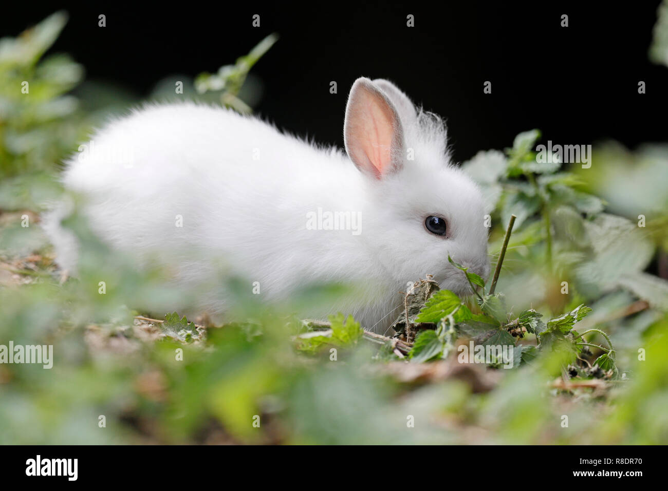 White domestic rabbit eating, captive Stock Photo - Alamy