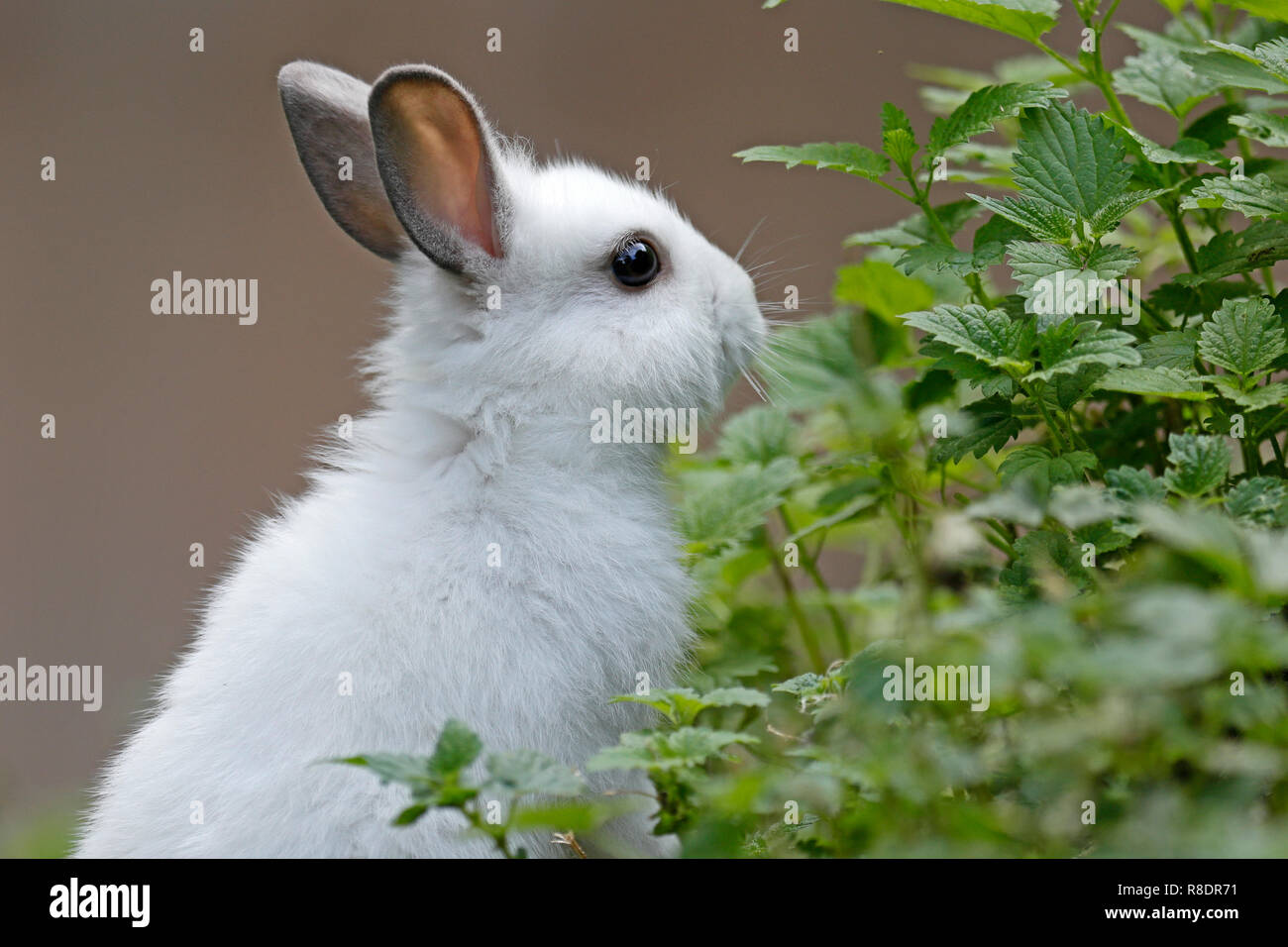 White domestic rabbit eating, captive Stock Photo - Alamy