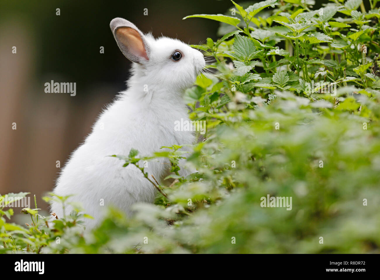 White domestic rabbit eating, captive Stock Photo - Alamy