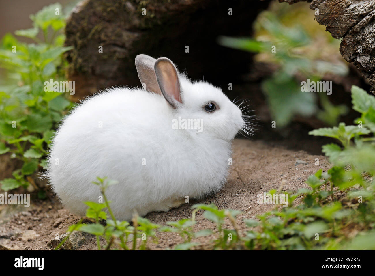 White domestic rabbit sitting, captive Stock Photo - Alamy
