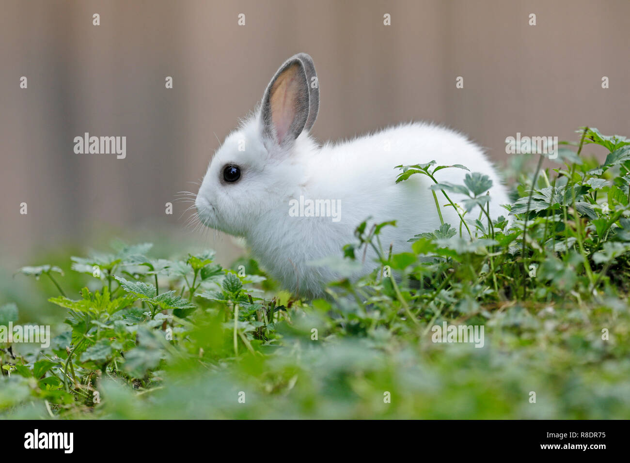 White domestic rabbit sitting, captive Stock Photo - Alamy