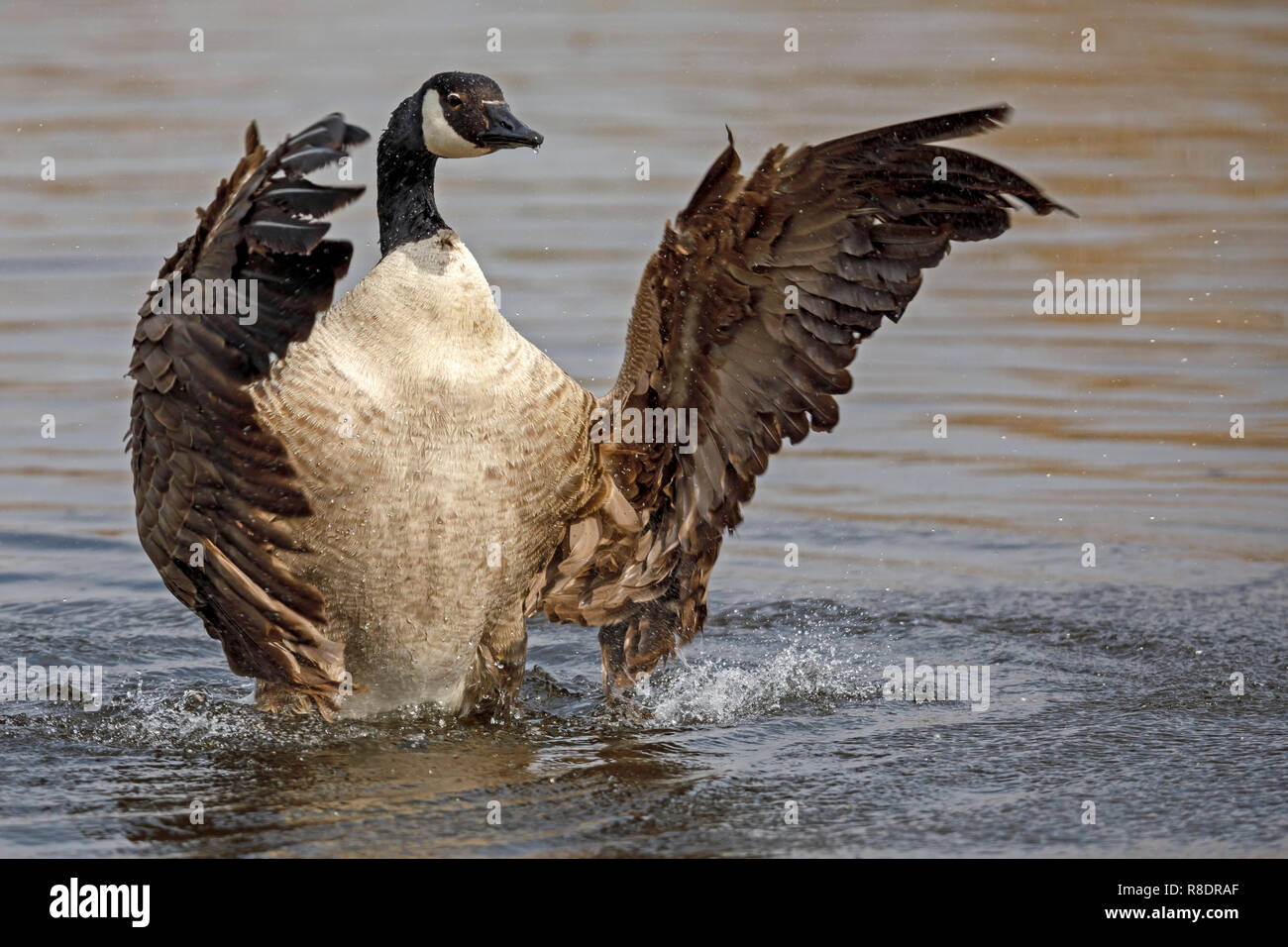Canada goose action hi-res stock photography and images - Alamy