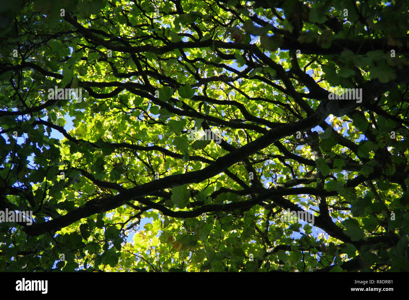 Natural Background of a Sycamore Tree Branch (Acer pseudoplatanus) in ...