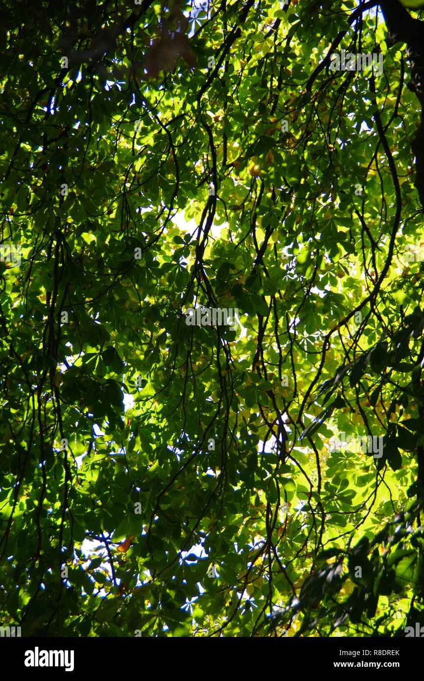 Natural Background of a Sycamore Tree Branch (Acer pseudoplatanus) in ...