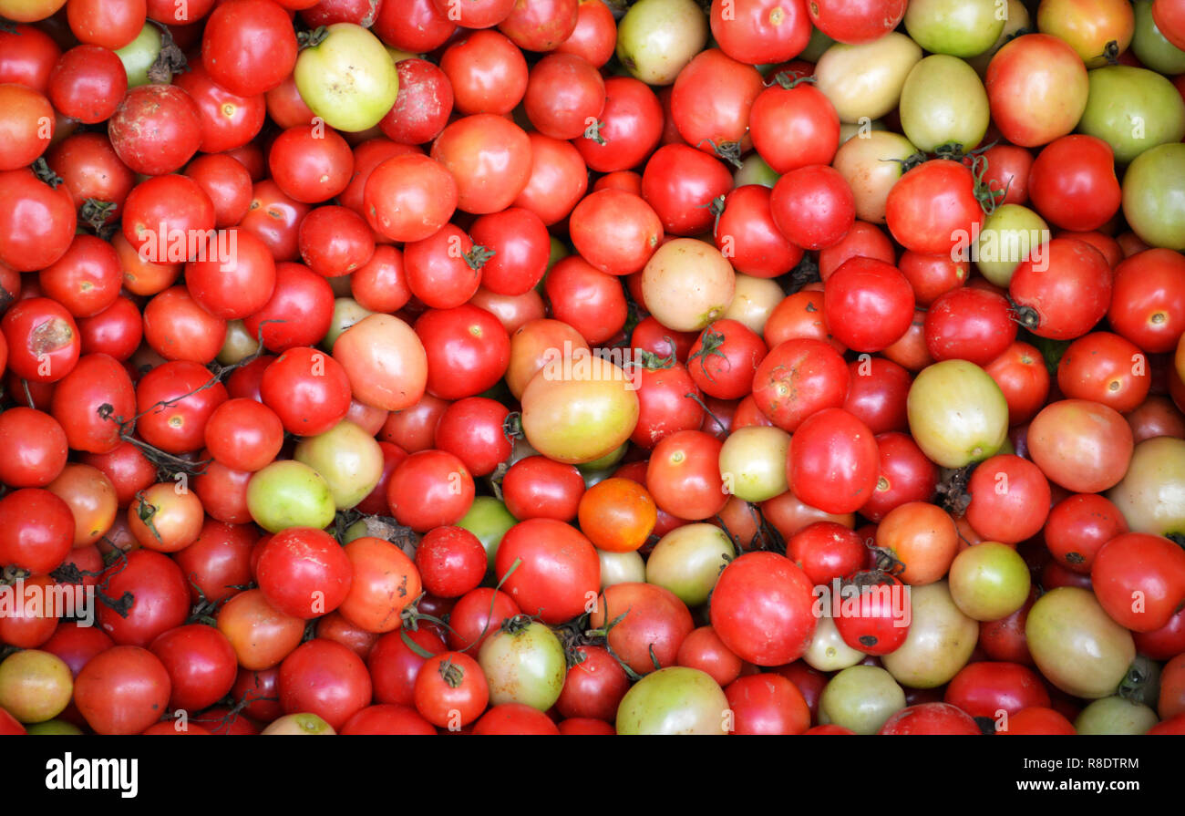red tomato vine texture background - pile of ripe tomato vines sale in ...