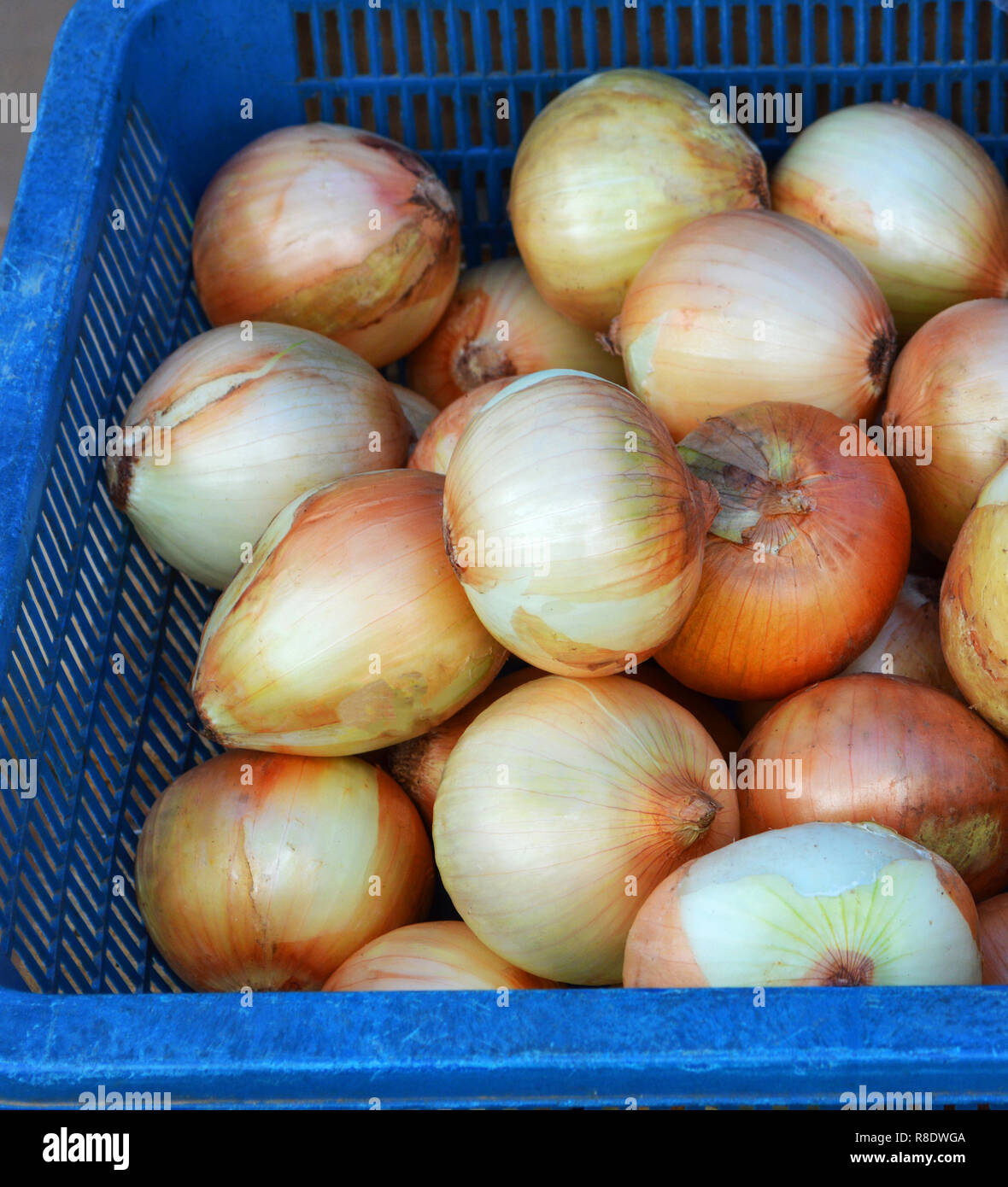 fresh onions for sale in market - ripe onions in basket background ...
