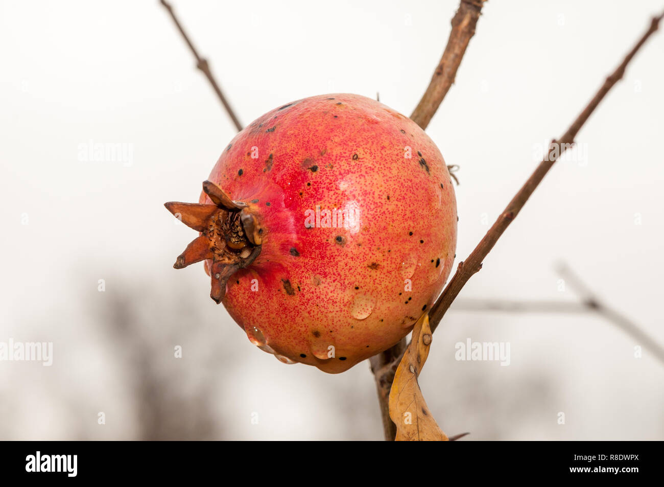 Pomegranate trees hi-res stock photography and images - Alamy