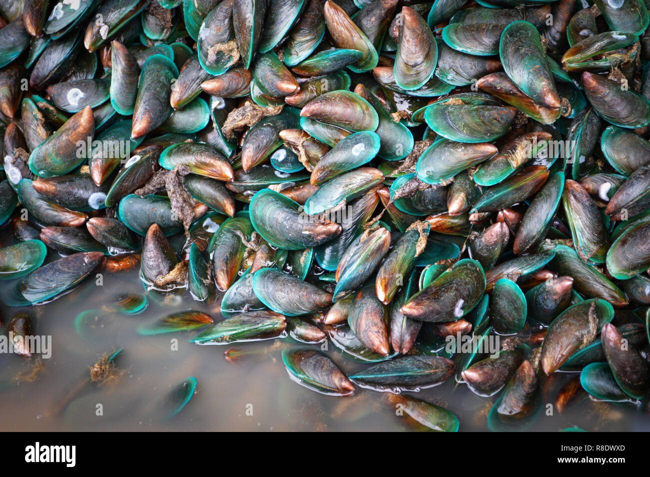 Mussel shell background / pile green mussel for sale on the market ...
