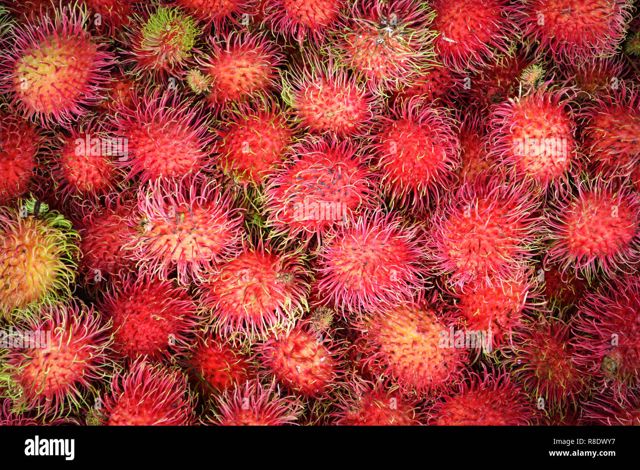 rambutan background / fresh ripe rambutan texture fruit tropics Stock ...