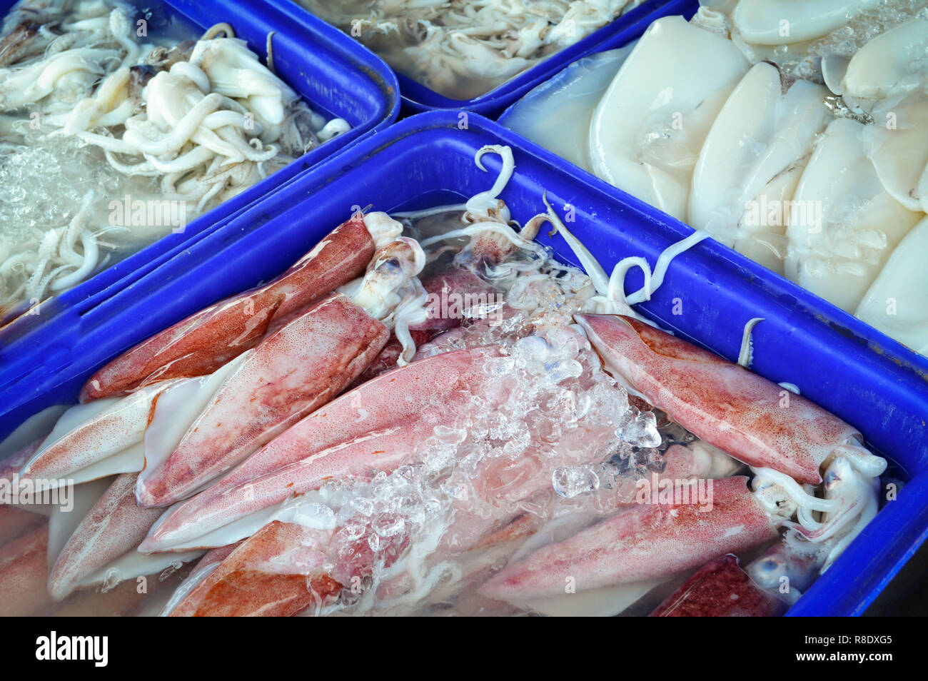 fresh squid in ice in box / raw squid in seafood market background ...