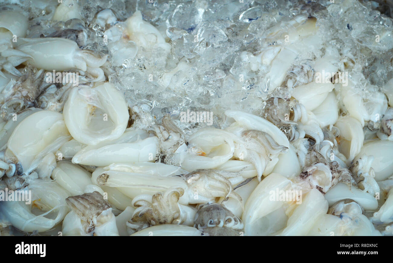 fresh squid in ice in box / raw squid in seafood market background ...