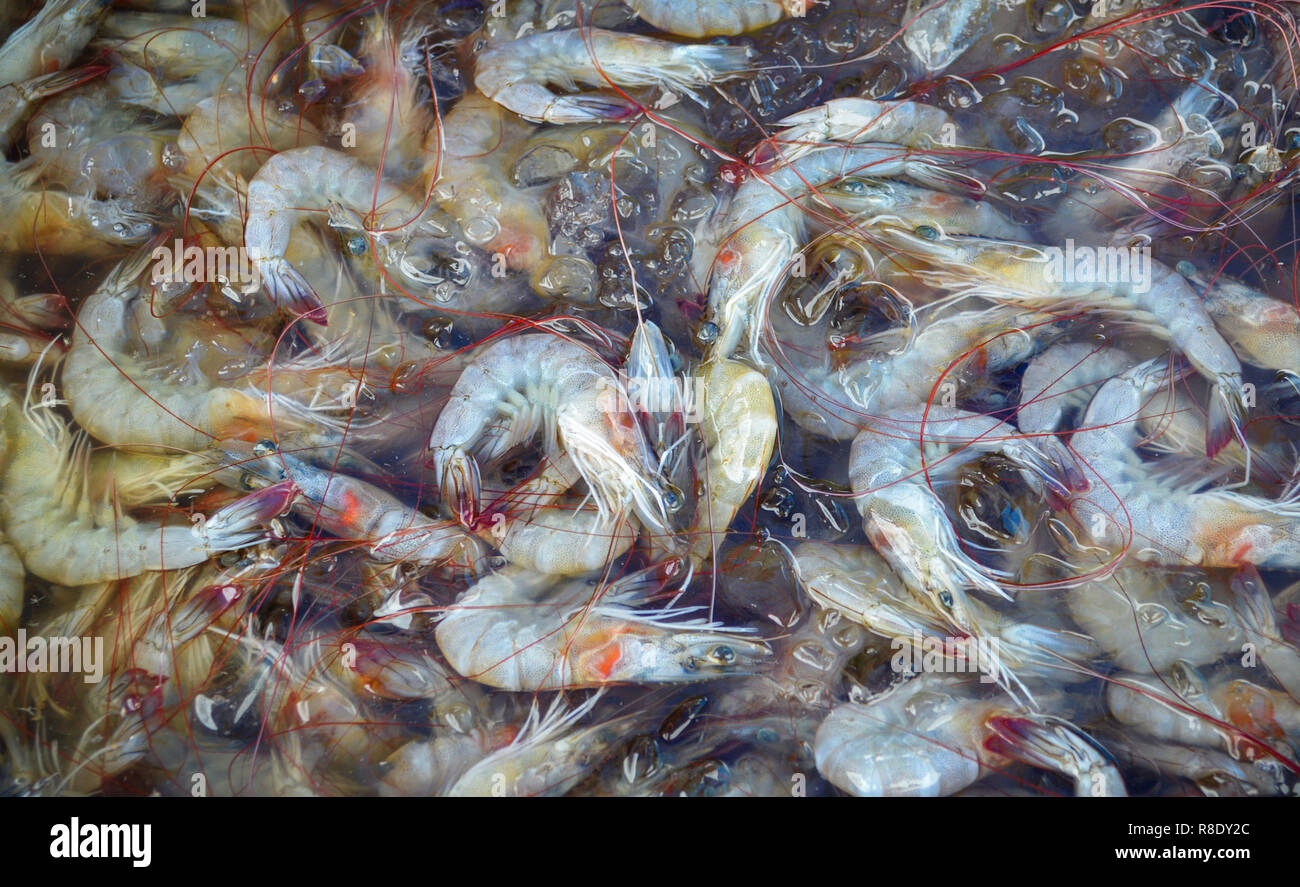 Many fresh shrimp catch hi-res stock photography and images - Alamy