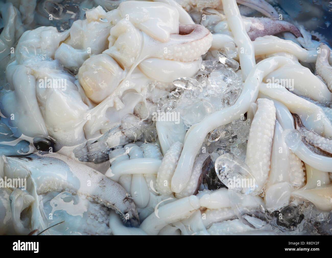 fresh squid in ice in box / raw squid in seafood market background ...