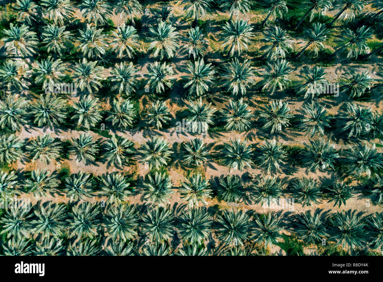 Plantation of date palms top view, aerial view.. Date palms have an ...