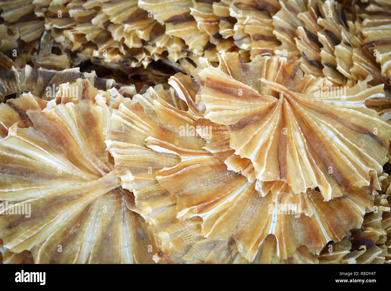 dried fish circle/ food preservation of fish and aquatic animals dried ...