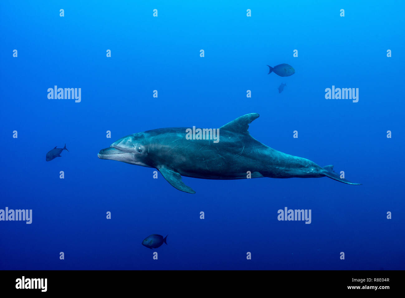Bottlenose Dolphin floating in the blue ocean Stock Photo - Alamy