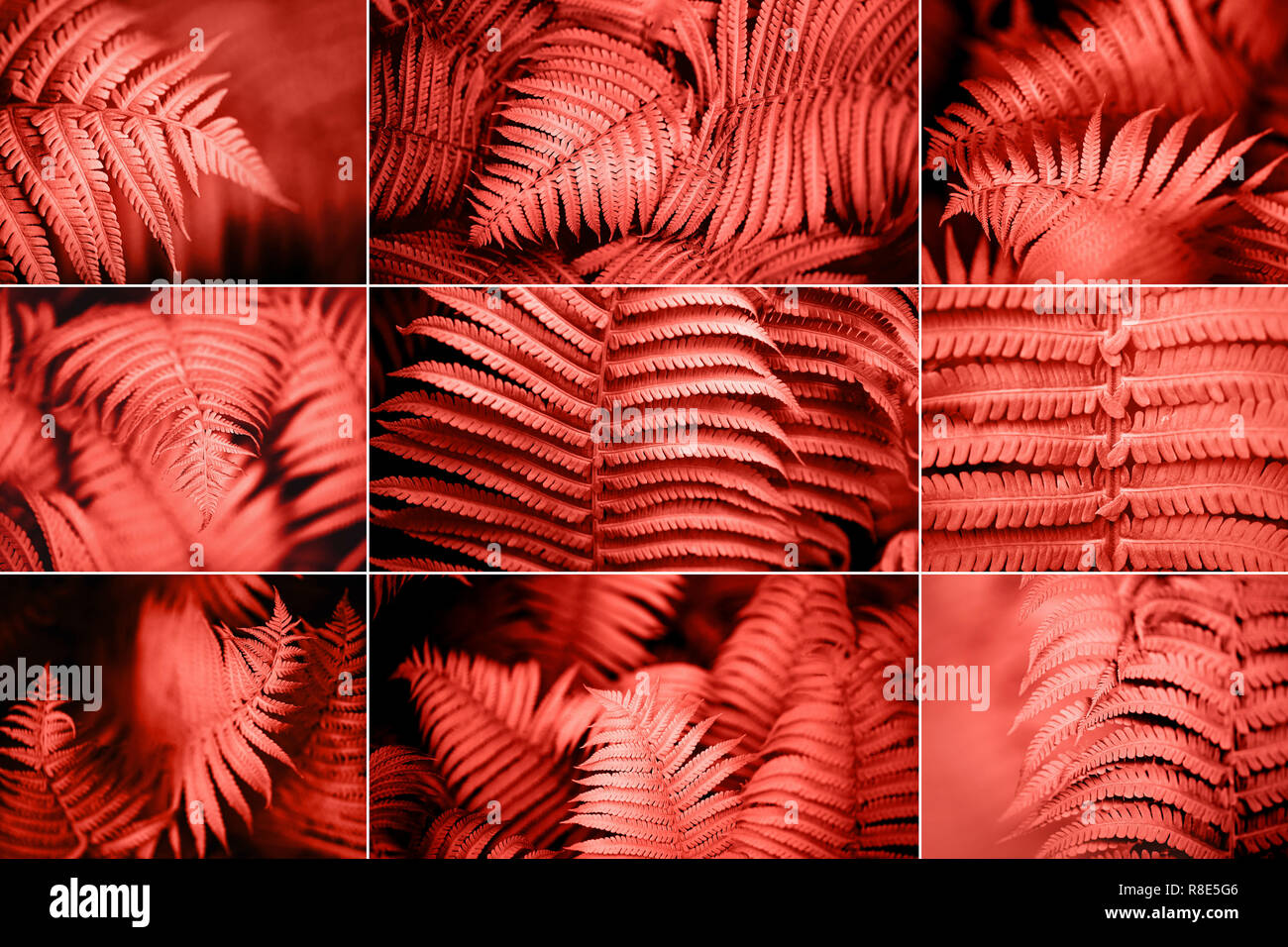 Beautiful fern leaves collage. Natural floral fern background. Coral ...