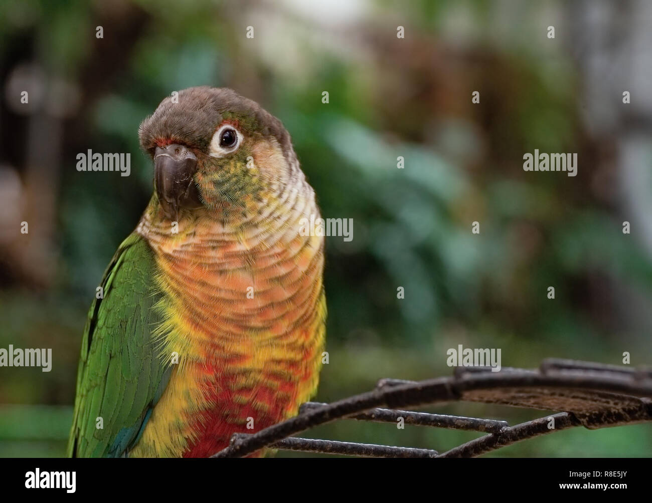 Beautiful tropical bird hi-res stock photography and images - Alamy
