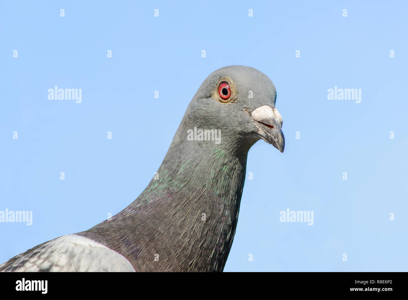 Closeup pigeon hi-res stock photography and images - Alamy
