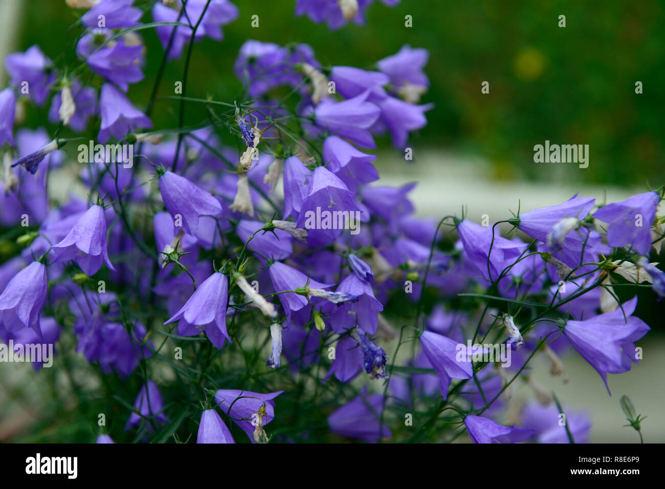 Blue dwarf bellflower hi-res stock photography and images - Alamy