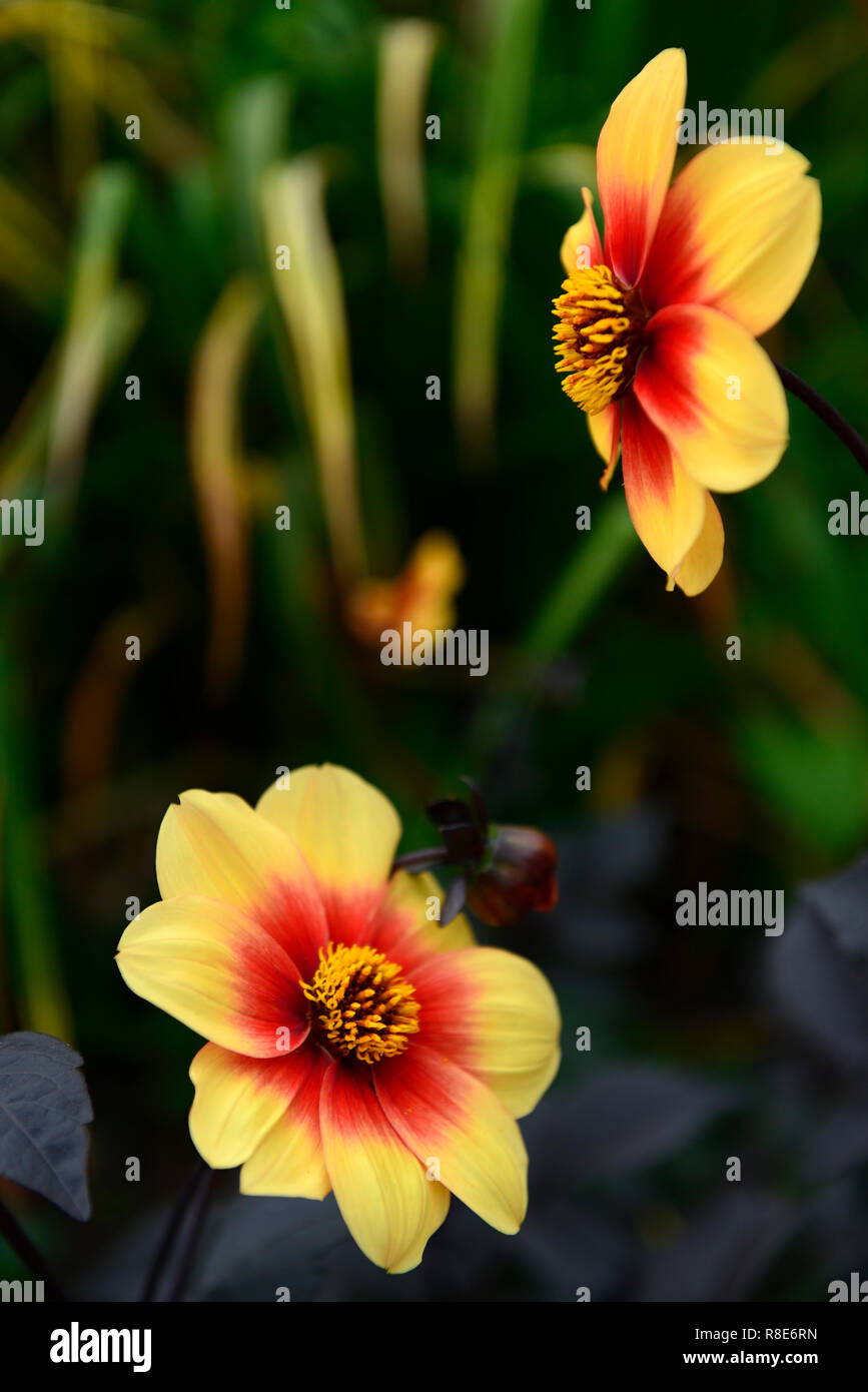 dahlia moonshine,dahlia Moonfire,yellow,orange,peach,flowers,flowering ...