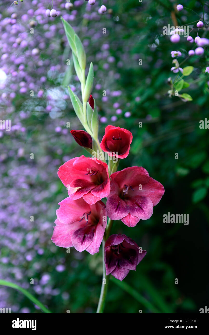 Spike shaped flower hi-res stock photography and images - Alamy