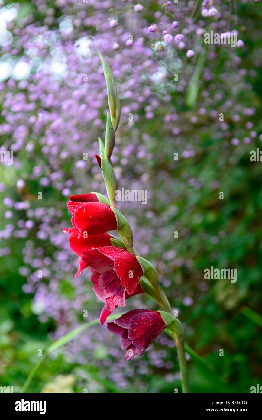 Gladiolus papilio ‘ruby’ hi-res stock photography and images - Alamy