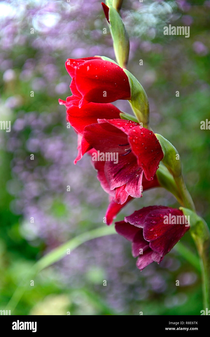 Gladiolus papilio ‘ruby’ hi-res stock photography and images - Alamy