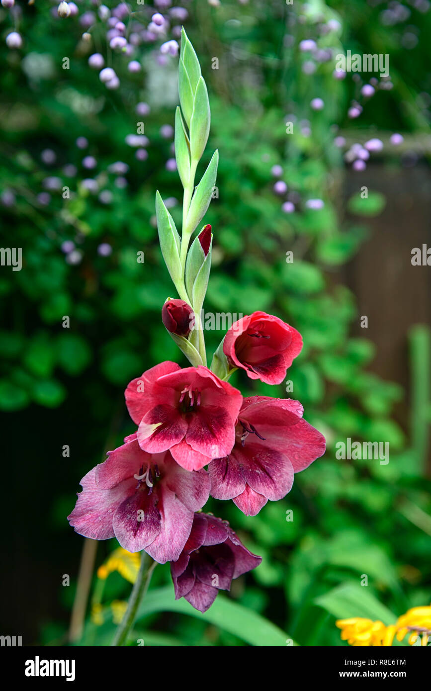 Deep ruby red flowers hi-res stock photography and images - Alamy